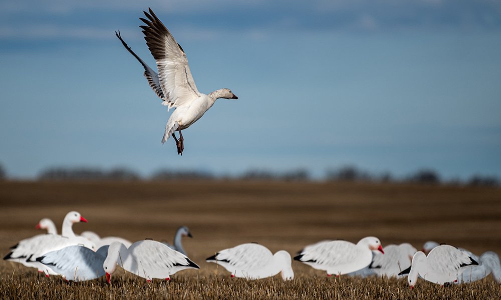 Why Dive Bomb Industries Decoys are the Ultimate Choice for Waterfowl ...